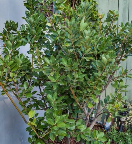 Laurus 'Saratoga' - Sonoma-Marin Saving Water Partnership